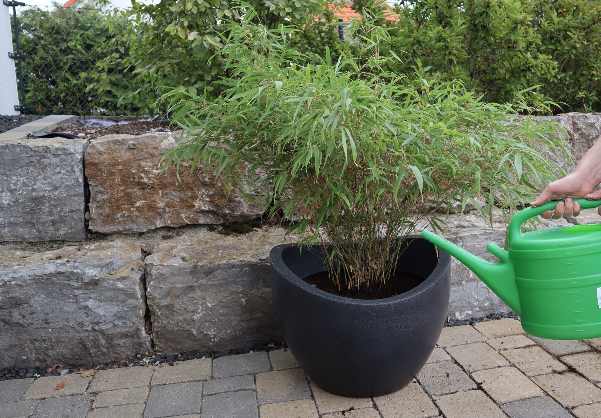 Bambus schneiden - Zeitpunkt, Grundsätze, Werkzeug & Co.