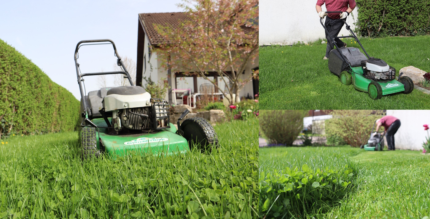 Klee im Garten bekämpfen - Maßnahmen, Vorbeugung & mehr