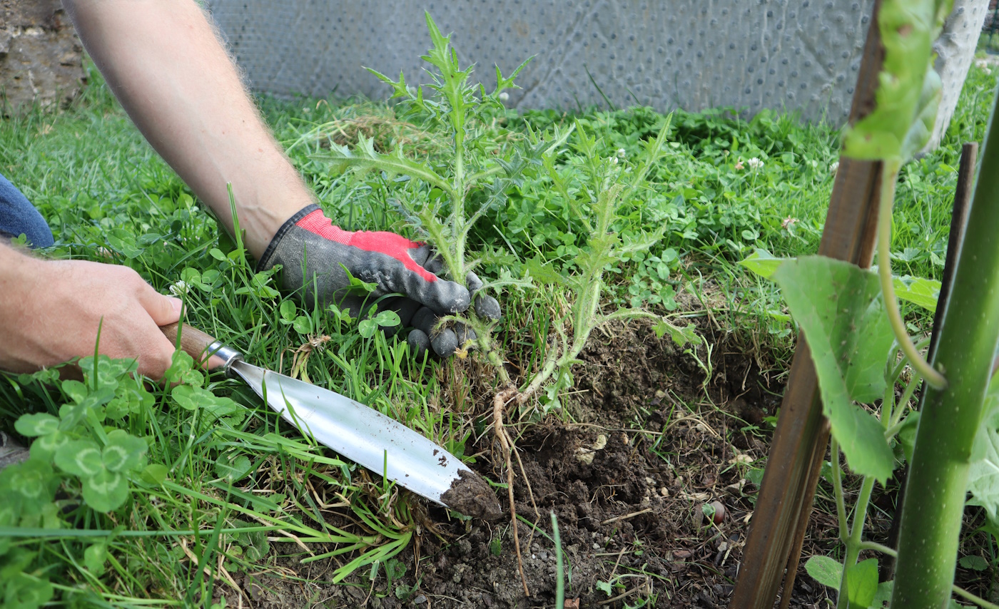 Disteln im Garten entfernen - Distel ausstechen, Wuchs vorbeugen
