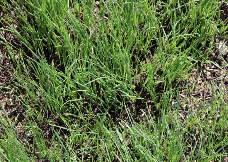 Klee im Garten bekämpfen - Maßnahmen, Vorbeugung & mehr