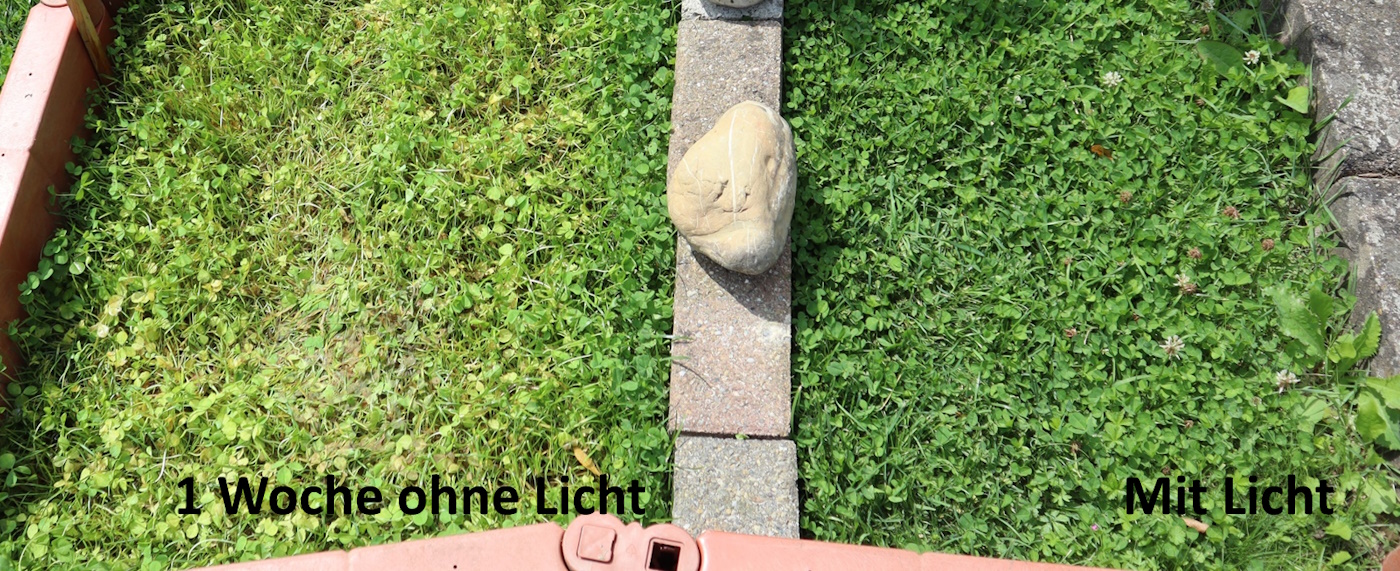 Klee im Garten bekämpfen - Maßnahmen, Vorbeugung & mehr