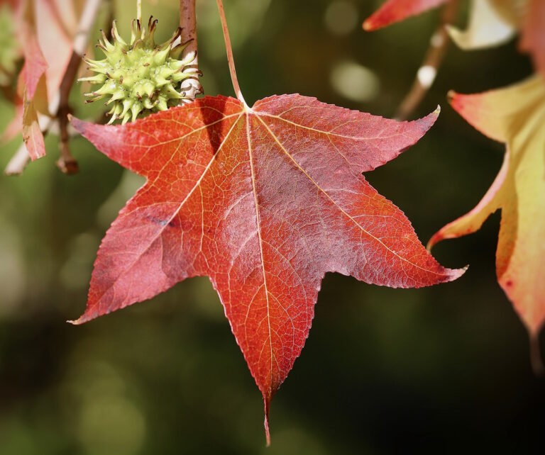 Schnell wachsende Bäume - ein Überblick & Wachstumstabelle
