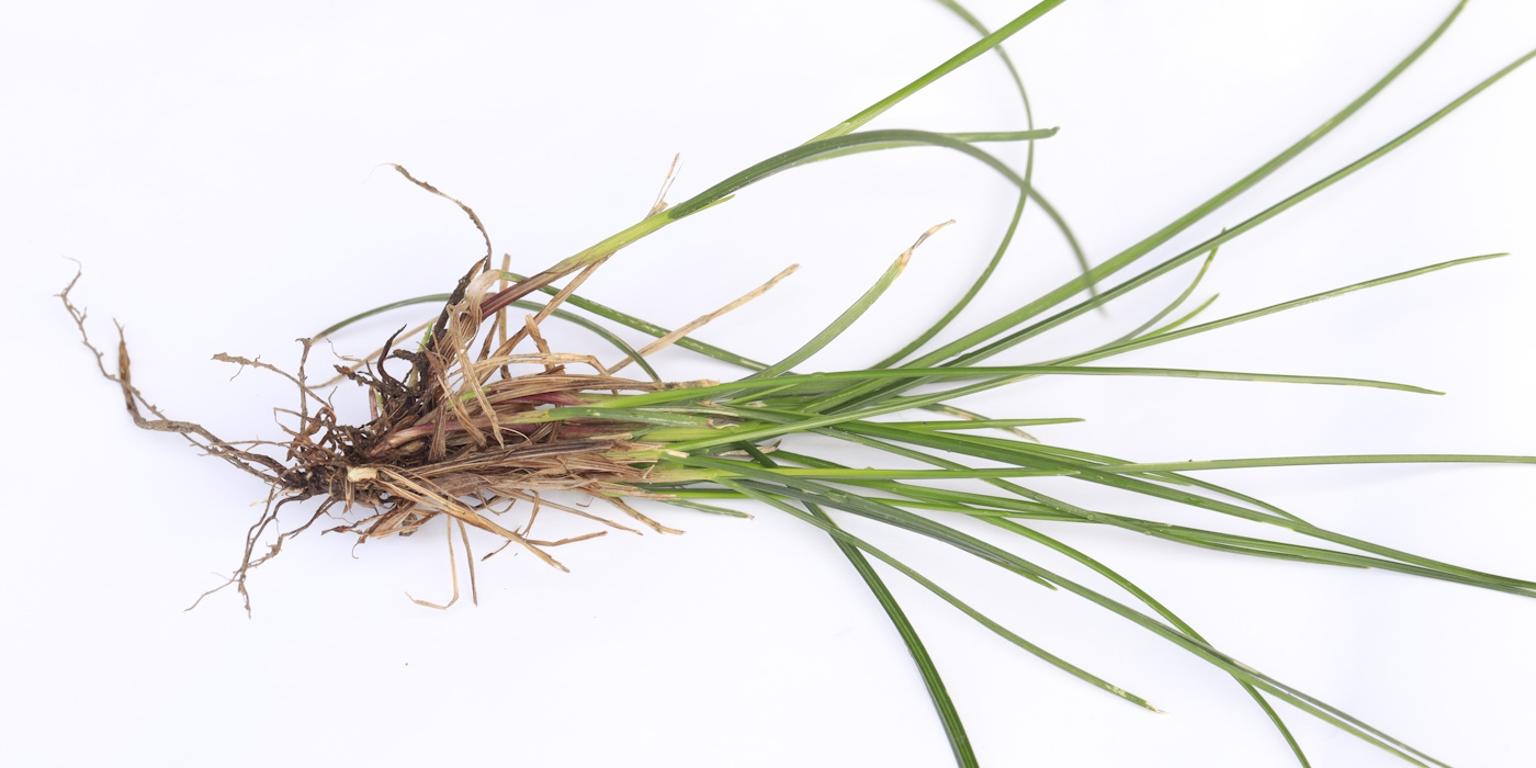 Ungras (Einjähriges Rispengras) - Verbreitung, Bekämpfung & Co.