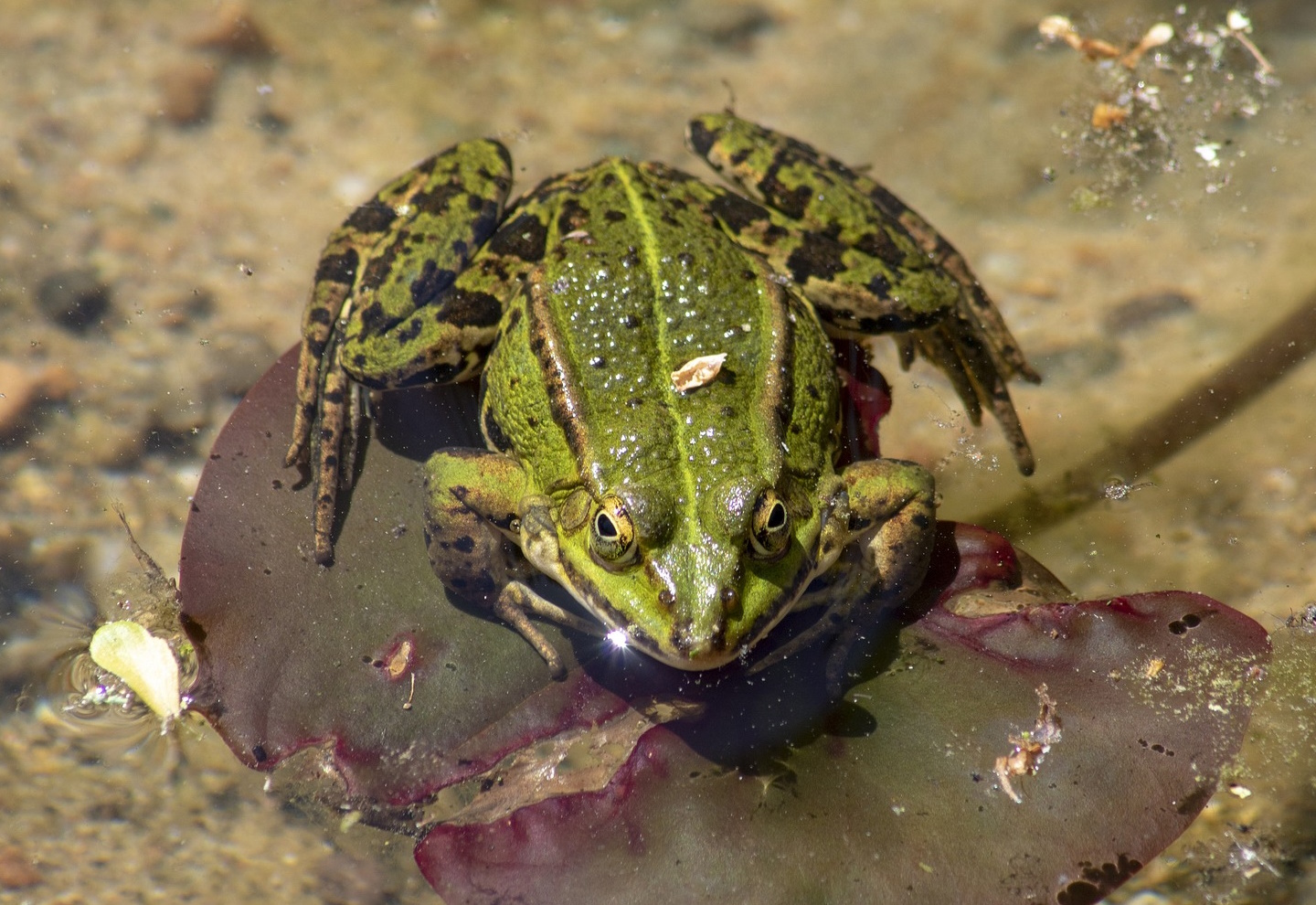 Von der Kaulquappe zum Frosch - ein spannender Kreislauf!