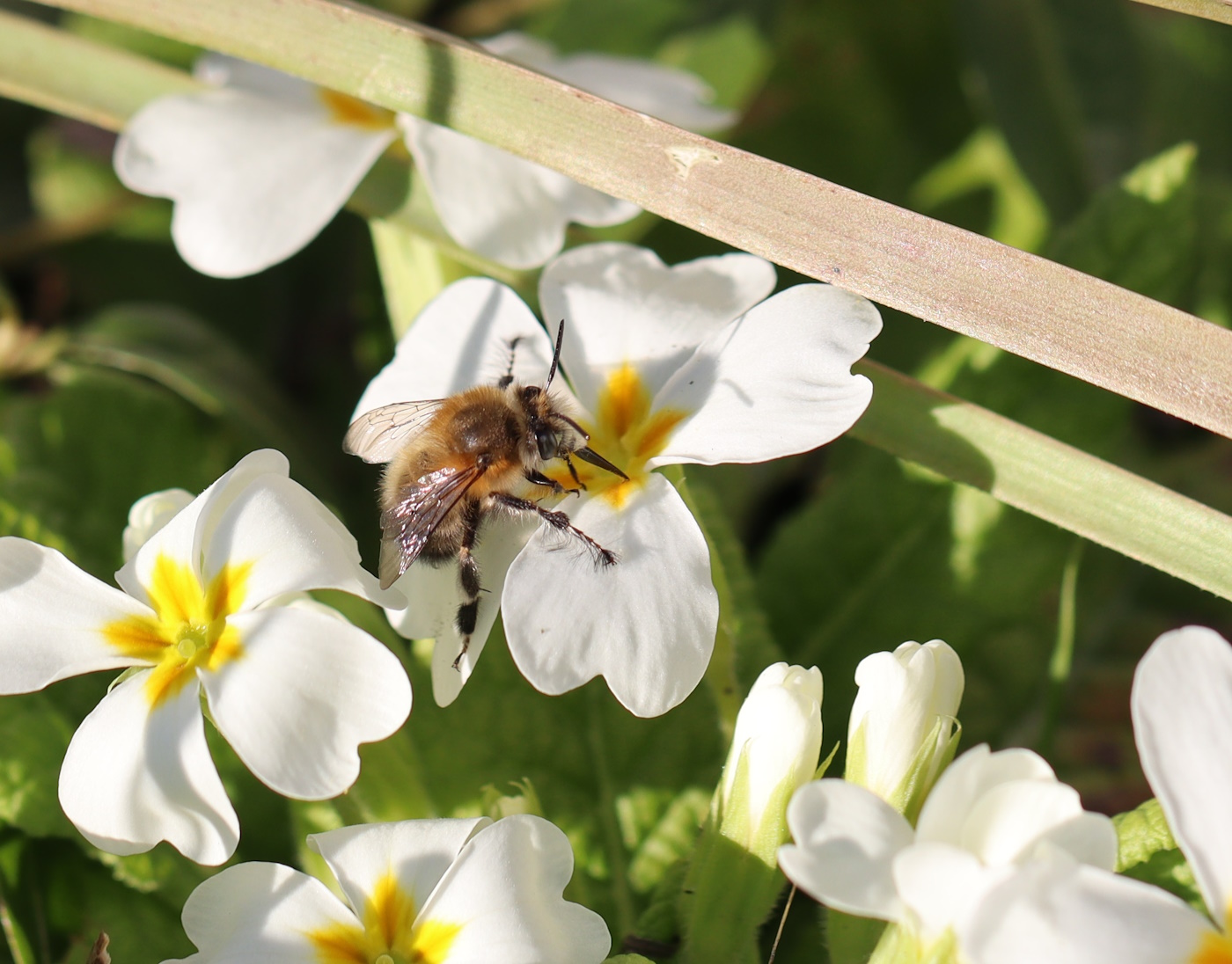 Verwunderlich Hummel Mit Russel Bilder