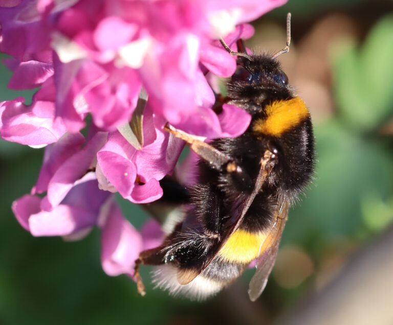 Hummel Mit Rssel