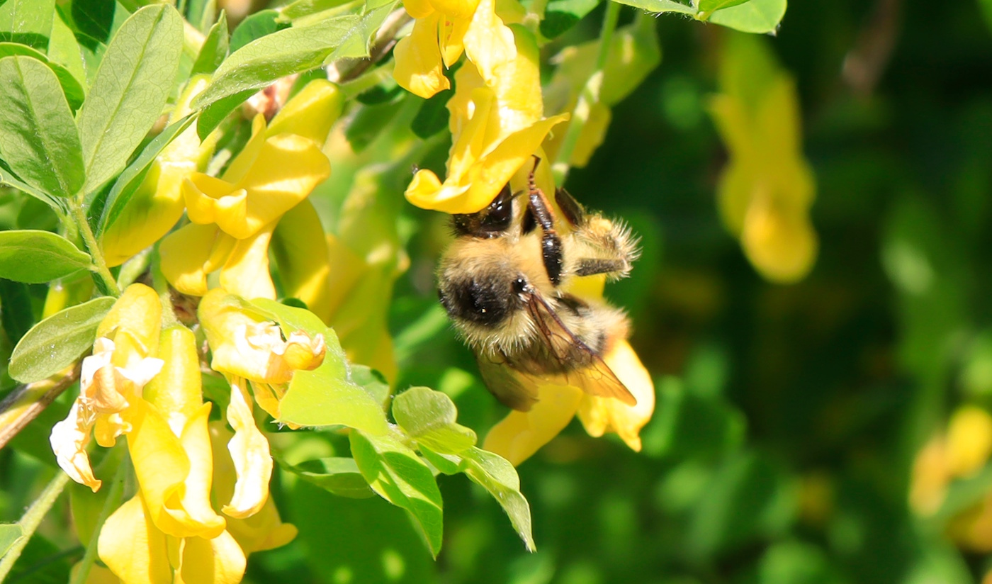 Hummelnest im Garten - Umgang, Vorteile & interessante Infos