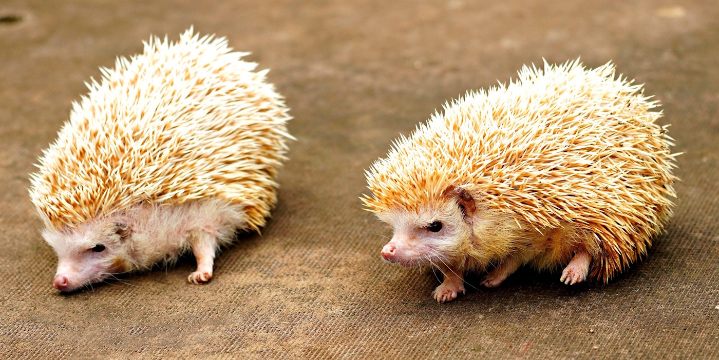 Igel im Igelhaus - Einzug, Vorbereitungen, optimales Igelhaus