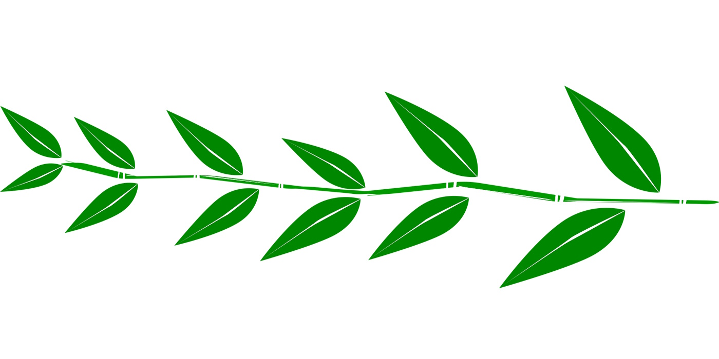 Bambus Blüte - Massenblüte , Massensterben & Alternativen