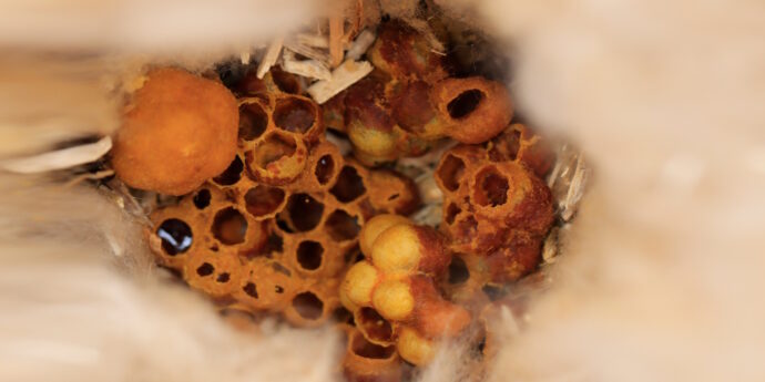 Das Hummelnest: Bau, Brut, Leben des Hummelvolkes in der Natur