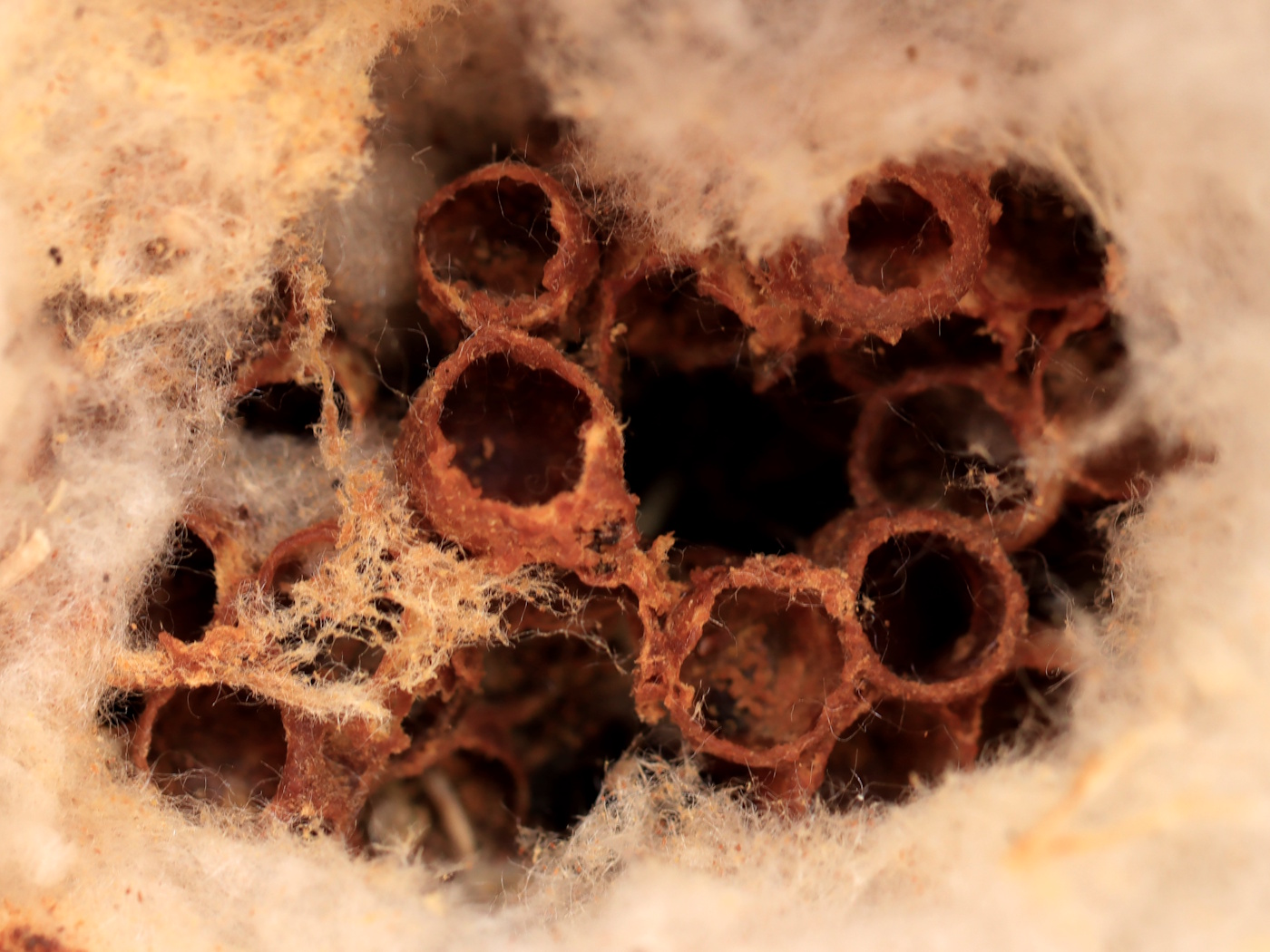 Das Hummelnest: Bau, Brut, Leben des Hummelvolkes in der Natur