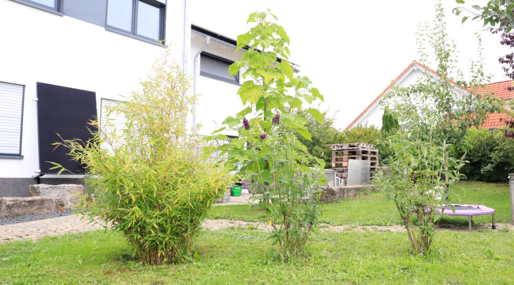 Wchst Abgeschnittener Bambus Nach