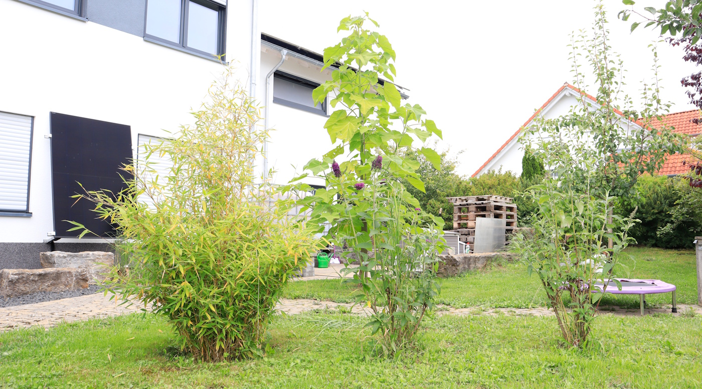 Wachst Abgeschnittener Bambus Nach