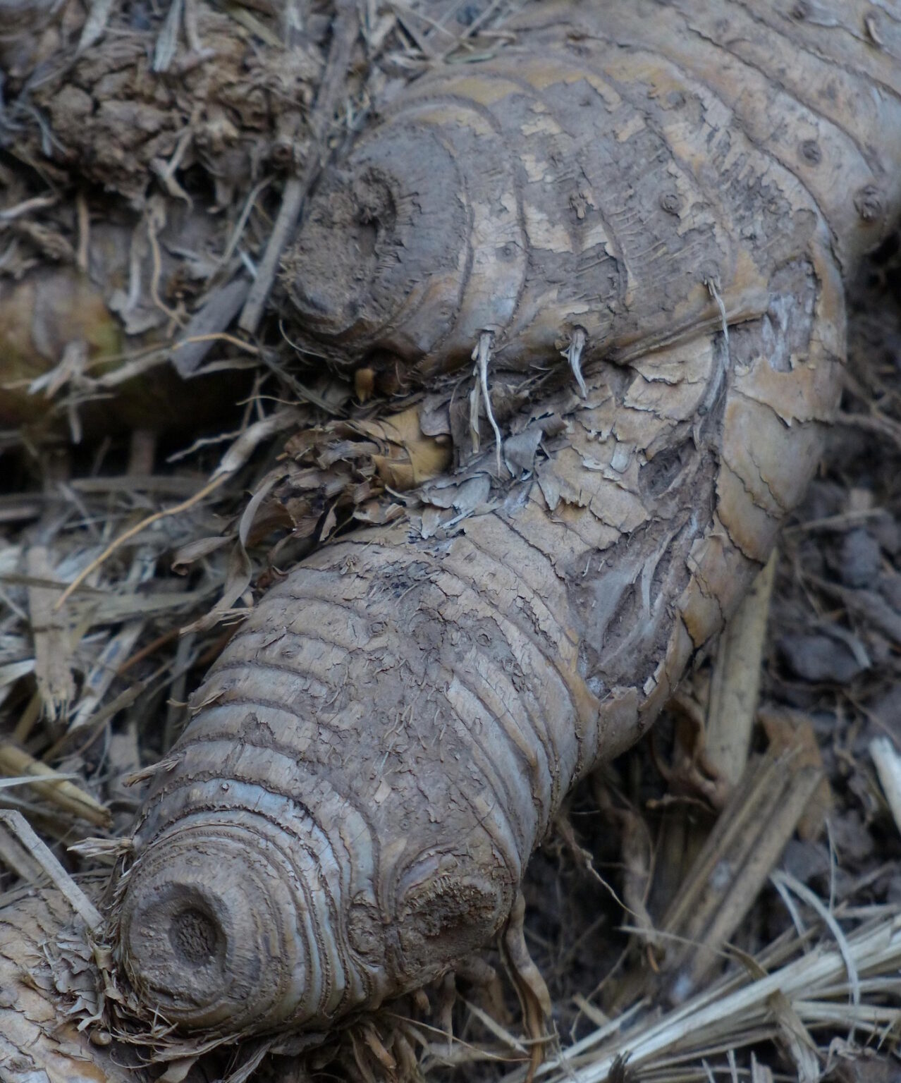 Bambus Wachstum - Wachstum im Garten, Rhozome & Ausläufer