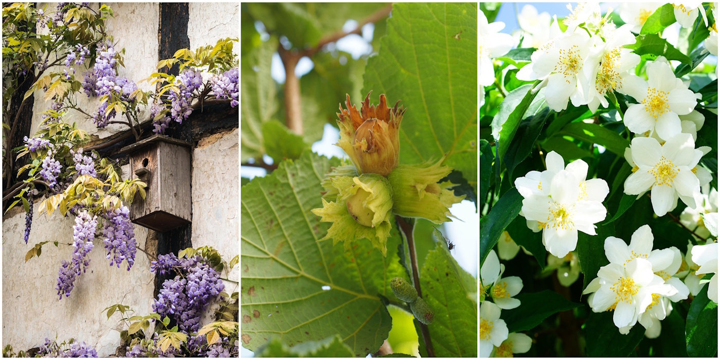 Schnellwachsende Pflanzen - Familiengarten Tipps