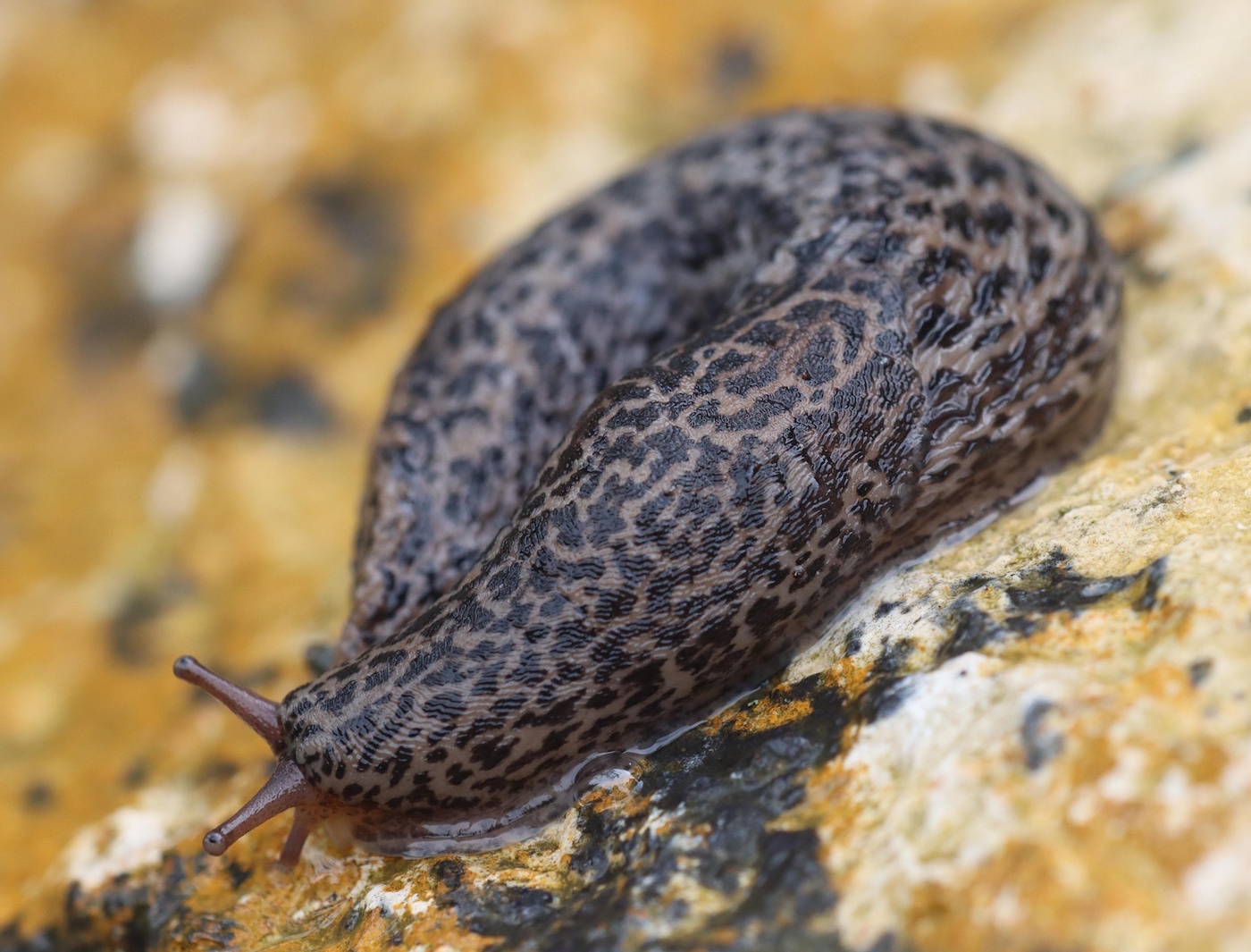 Tigerschnegel (Limax maximus) - Lebensweise, Paarung & Co.