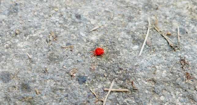 Rote Samtmilbe