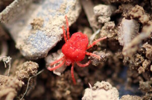 Rote Samtmilbe