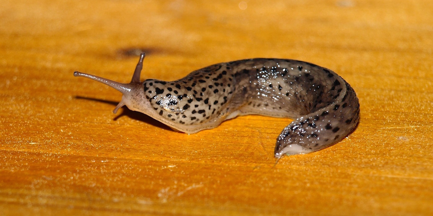 Tigerschnegel (Limax maximus) - Lebensweise, Paarung & Co.