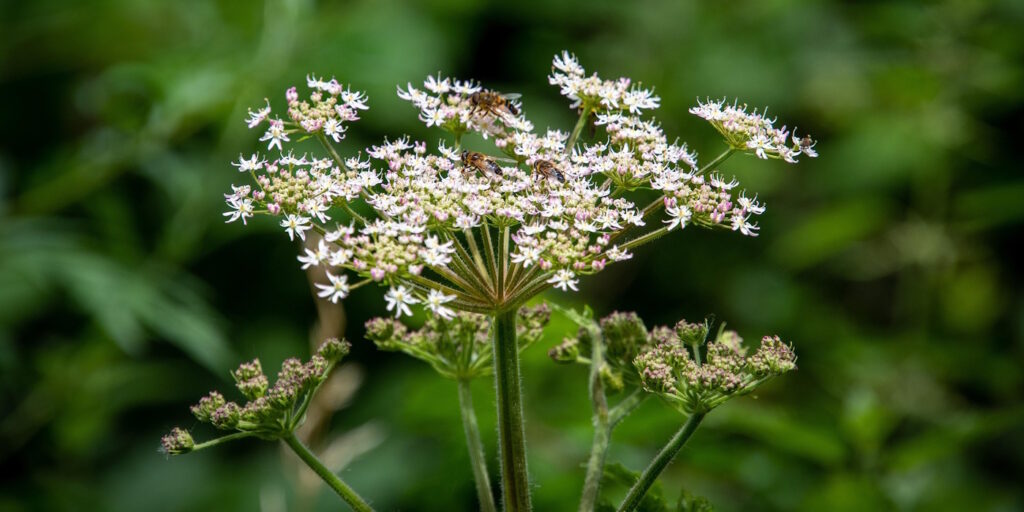 Quecke (Gattung Elymus) bekämpfen - Hausmittel, Chemie & Co.