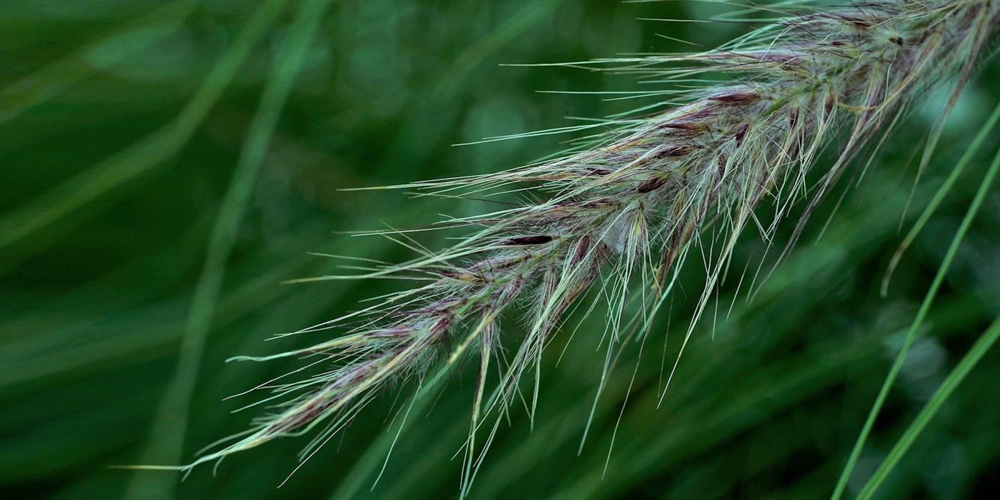 Quecke (Gattung Elymus) bekämpfen - Hausmittel, Chemie & Co.
